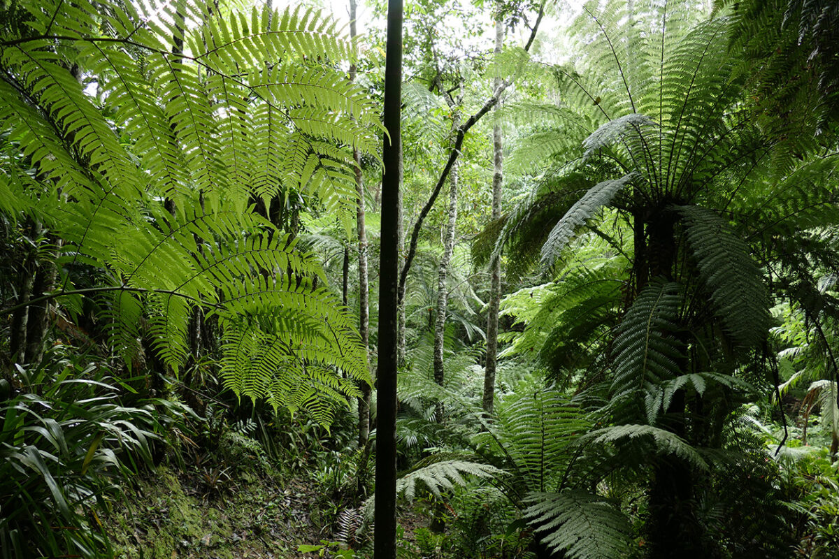 The Atlantic Rainforest – Eco Lodge Itororó